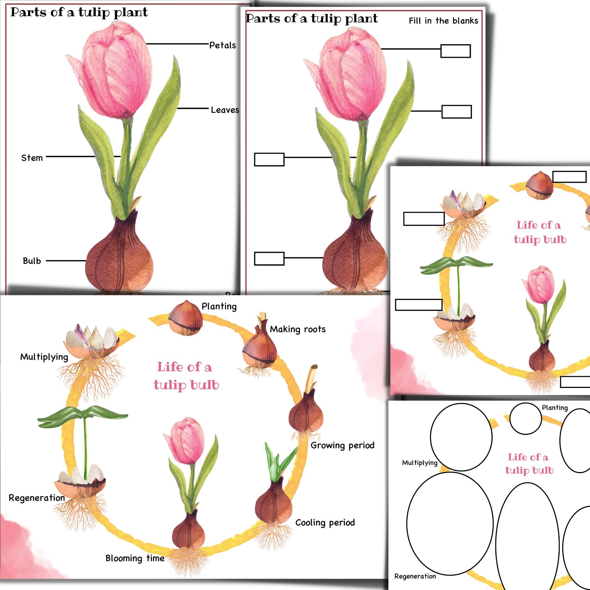 Flowers Unit Study,parts of Flower, Sunflower Life Cycle, Spring Unit ...