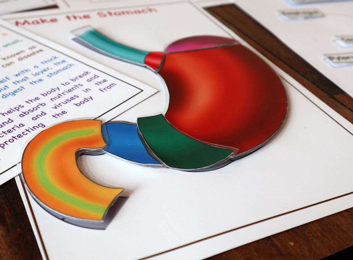 Human Stomach Anatomy Printable Activity Stomach Nomenclature - Etsy UK