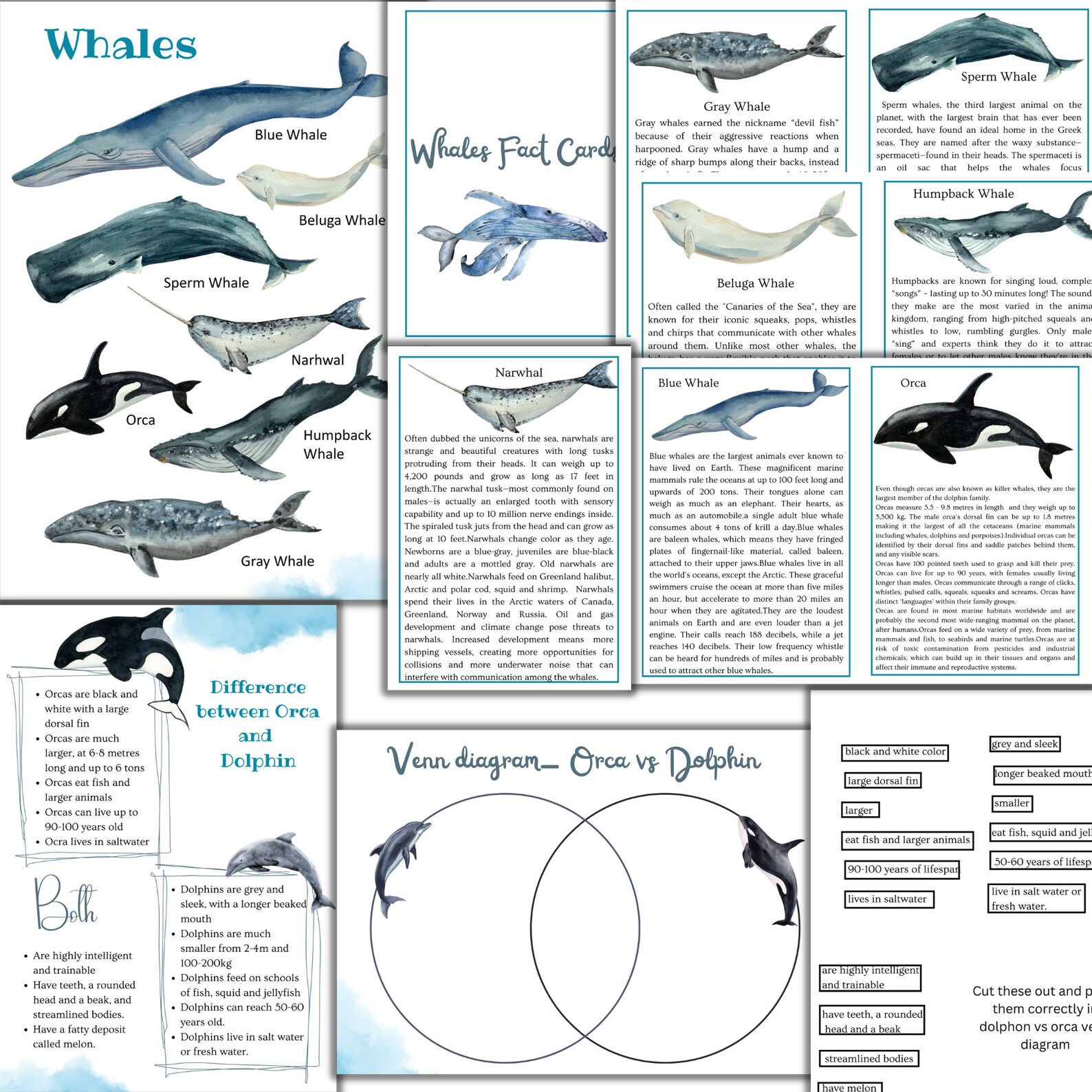 Mammals Unit Study, Elephant Unit Study, Bat Unit Study, Whale Unit ...