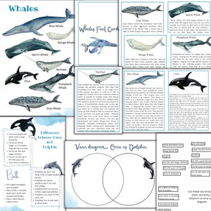 Mammals Unit Study, Elephant Unit Study, Bat Unit Study, Whale Unit ...