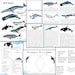 Mammals Unit Study, Elephant Unit Study, Bat Unit Study, Whale Unit ...