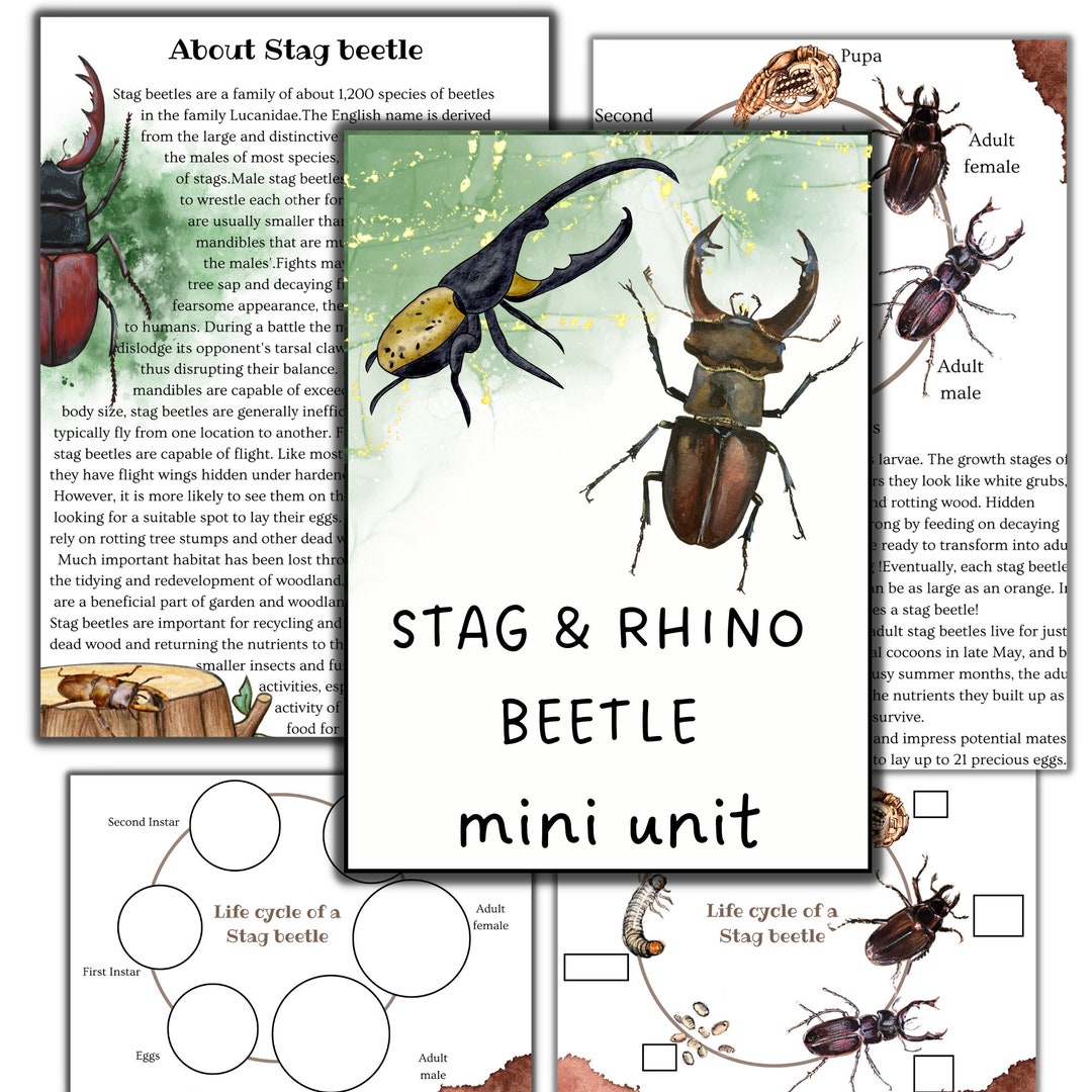 Stag Beetle Mini Unit, Rhinoceros Beetle Mini Unit, Stag Beetle ...