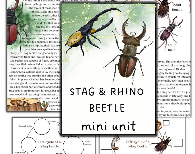 Stag Beetle Paper Taxidermy, Beetle Unit Study, Waldorf Homeschool ...