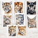 Cat Unit Study, Cat Anatomy, Tiger Anatomy, Big Cats Unit, Cat ...