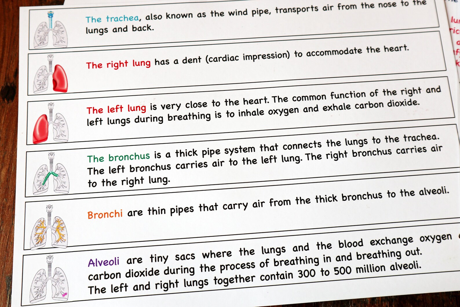 Human Lungs Anatomy Printable Activity, Lungs Puzzle, Lungs ...