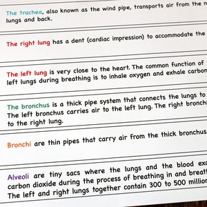 Human Lungs Anatomy Printable Activity, Lungs Puzzle, Lungs ...