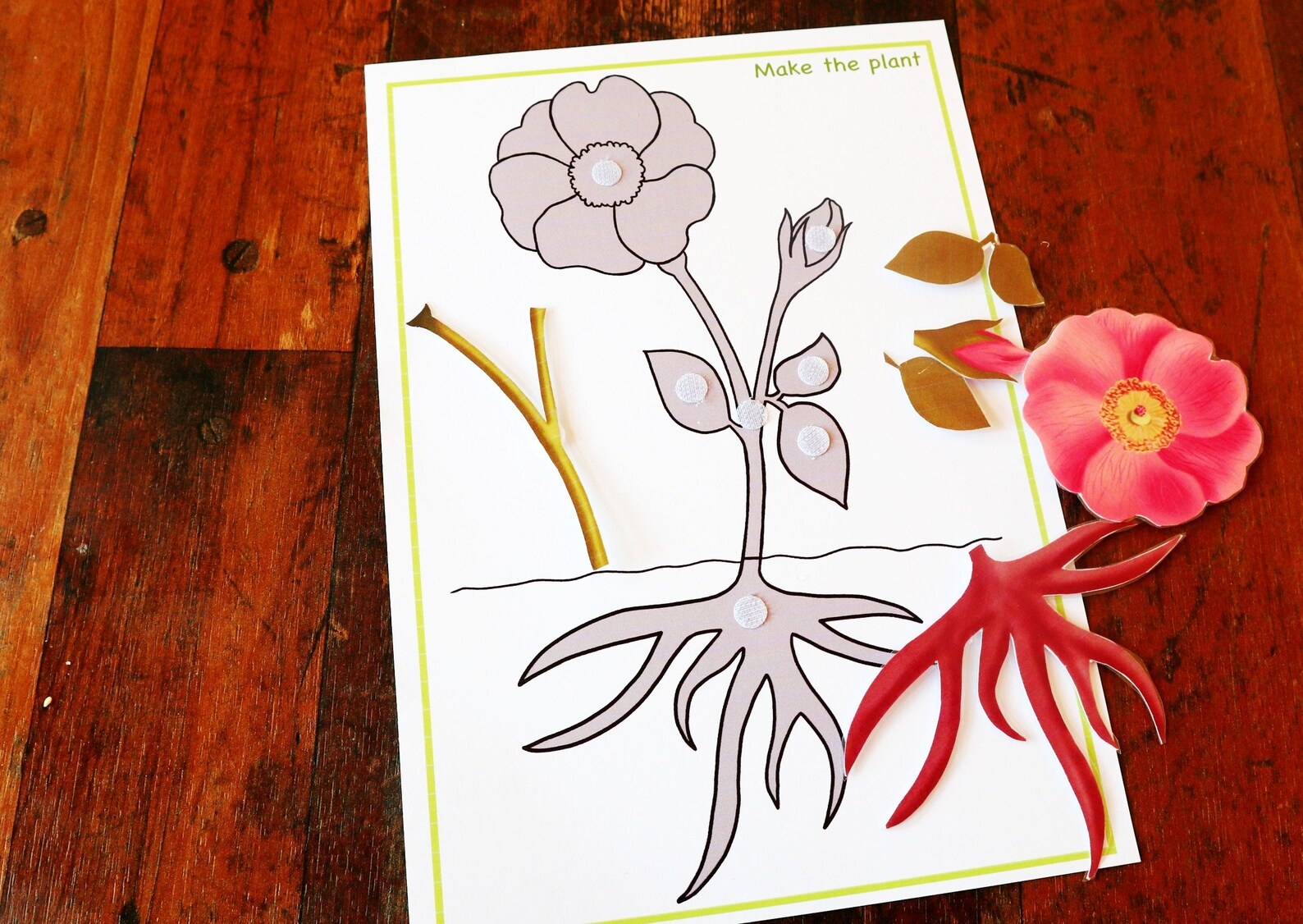 Parts of a Plant Anatomy of a Plant 3 Part Cards of Plant - Etsy