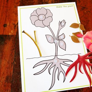 Parts of a Plant, Anatomy of a Plant, 3 Part Cards of Plant, Plant ...