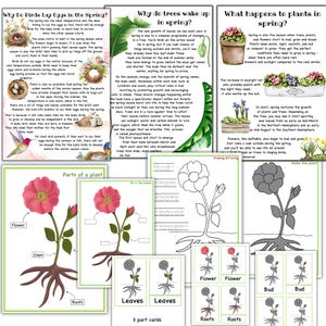 Spring Unit Study, Nature Study, Daffodil Unit Study, Squirrel Unit ...