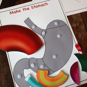Human Stomach Anatomy Printable Activity, Stomach Nomenclature Cards ...