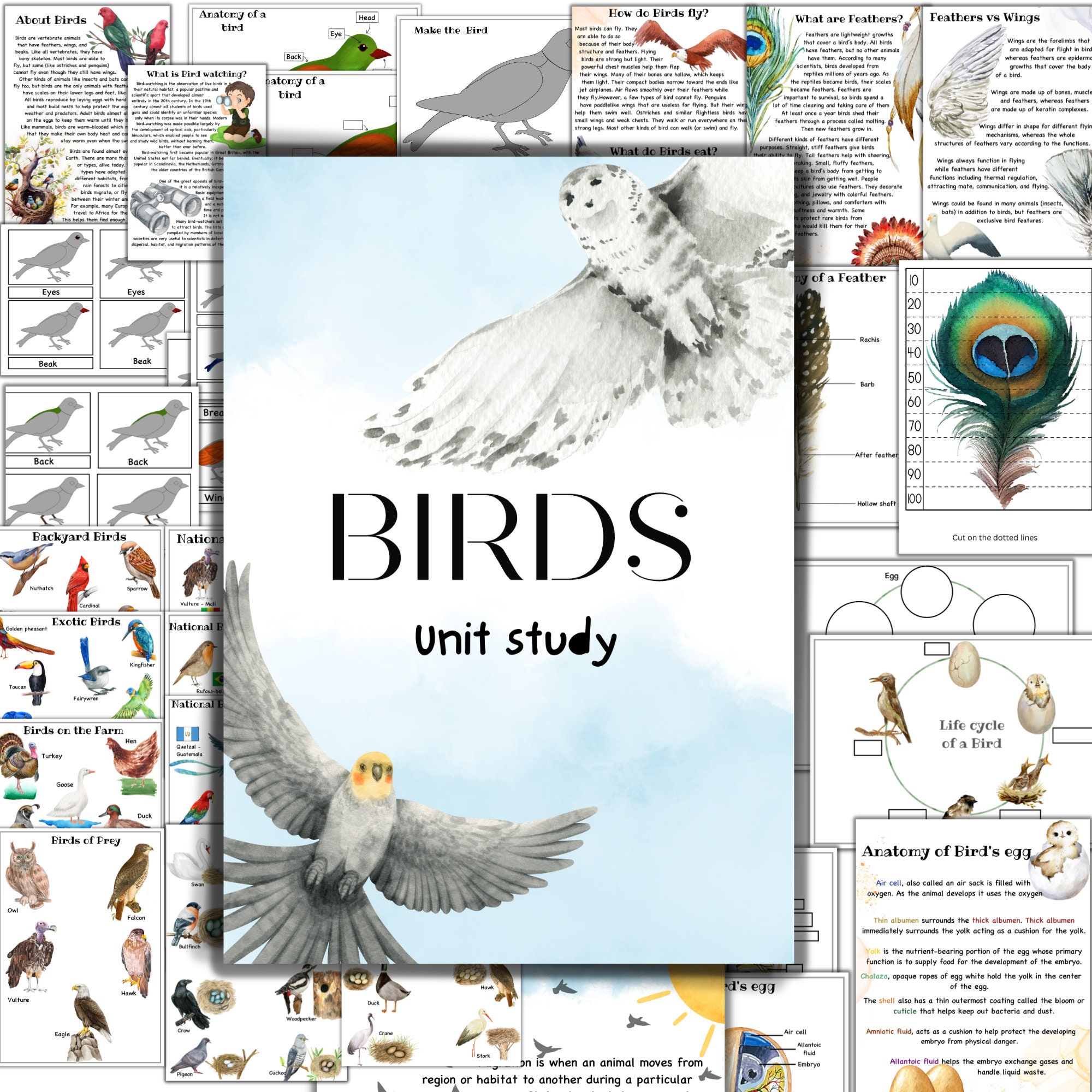 Birds Unit Study Bird Anatomy Bird Montessori 3 Part Cards - Etsy