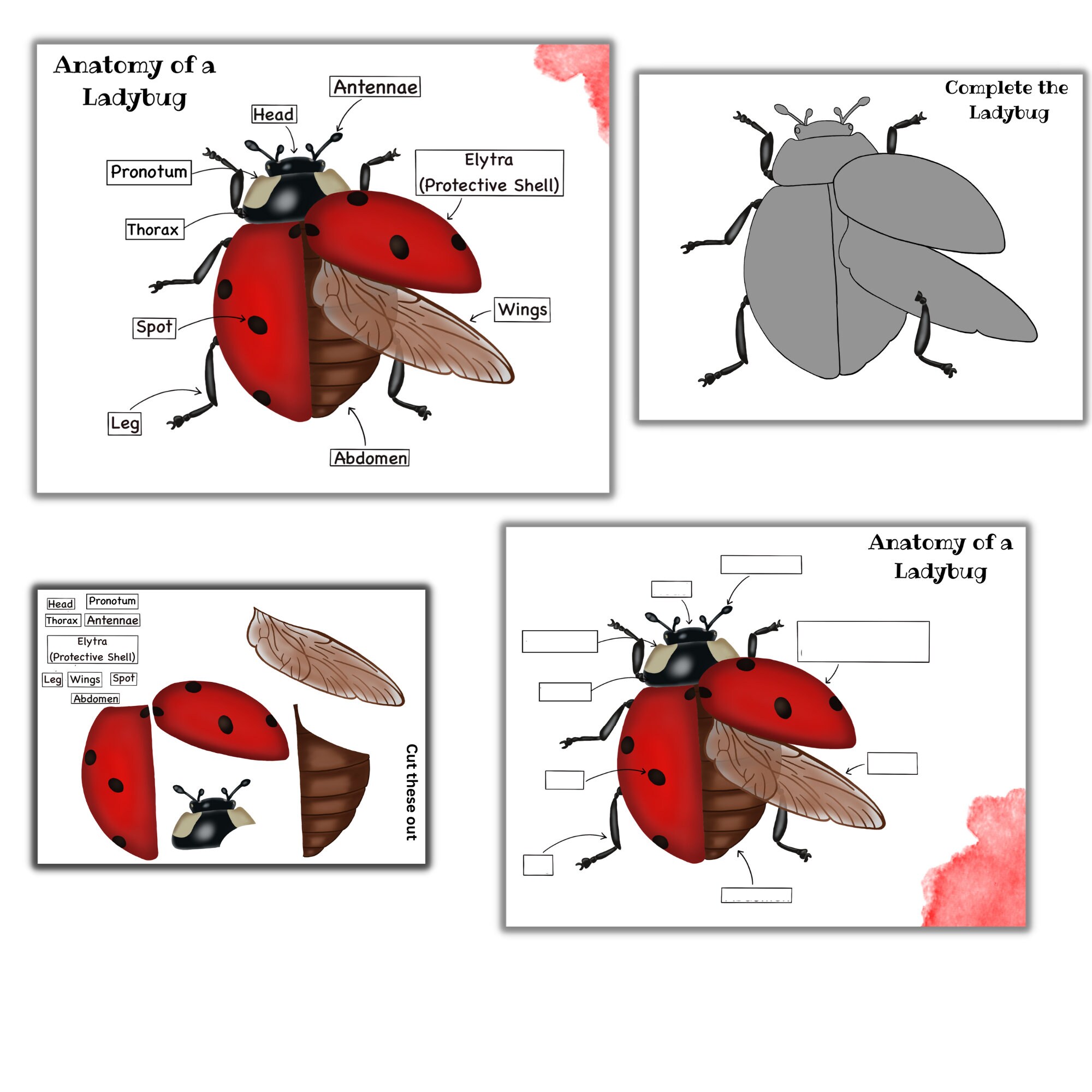 Ladybug Unit Study, Ladbug Printable Puzzle, Ladybug 3 Part Cards ...