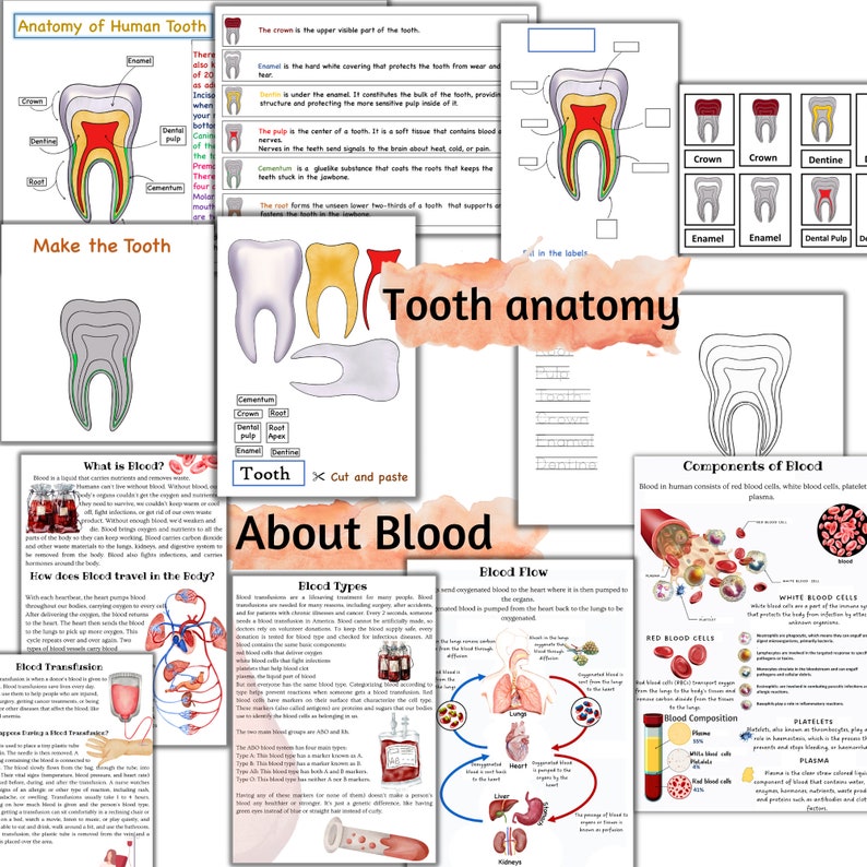 Human Body Unit Study, Skeleton Anatomy, Heart Anatomy, Brain Anatomy ...