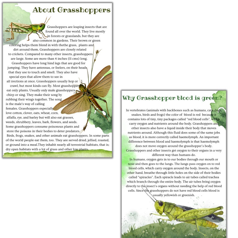 Grasshopper Mini Unit Study, Grasshopper Activities, Insects Study ...
