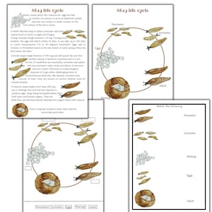 Snail Unit Study, Garden Snail Printable, Nature Study, Summer ...