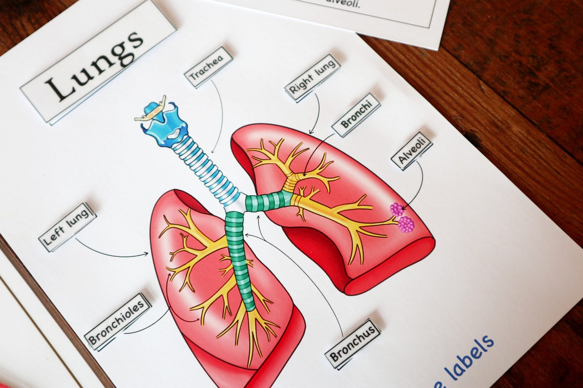 Human Lungs Anatomy Printable Activity Lungs Puzzle Lungs - Etsy