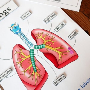 Human Lungs Anatomy Printable Activity, Lungs Puzzle, Lungs ...