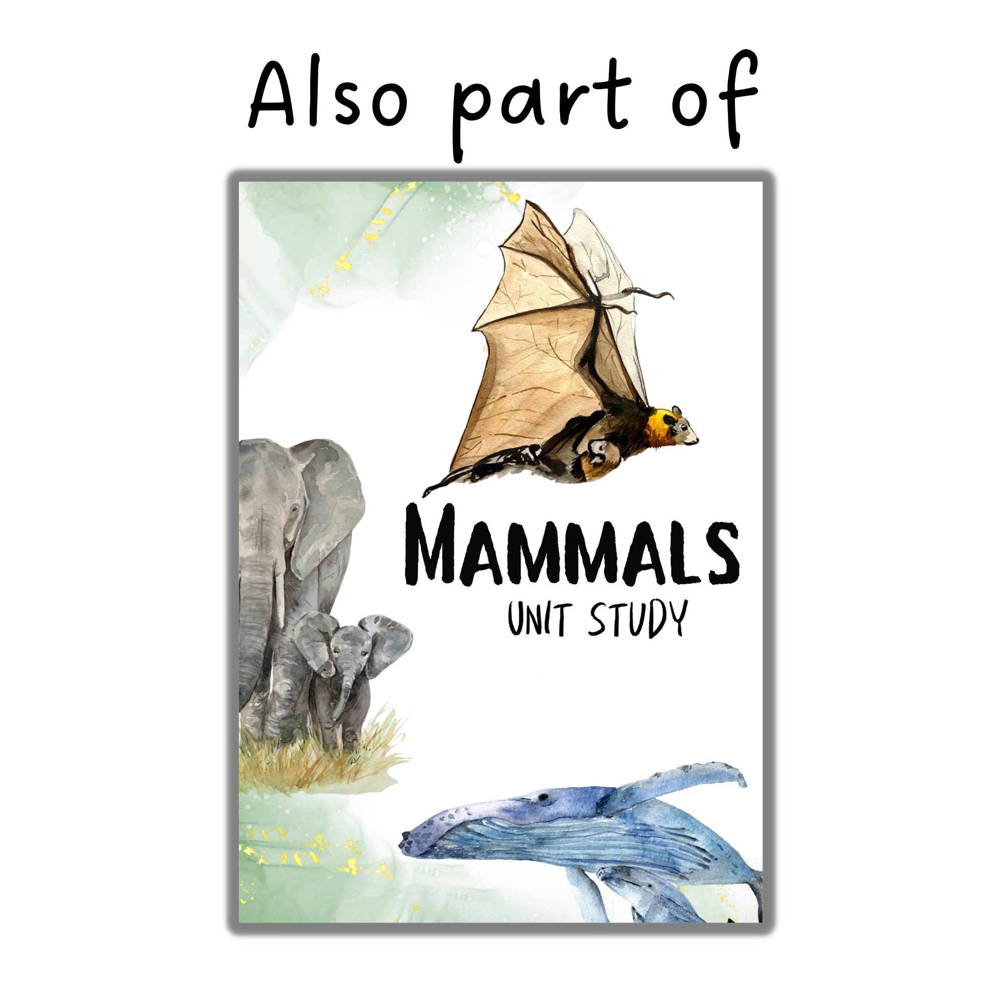 Elephant Mini Unit Study, Elephant Anatomy, Elephant Life Cycle ...