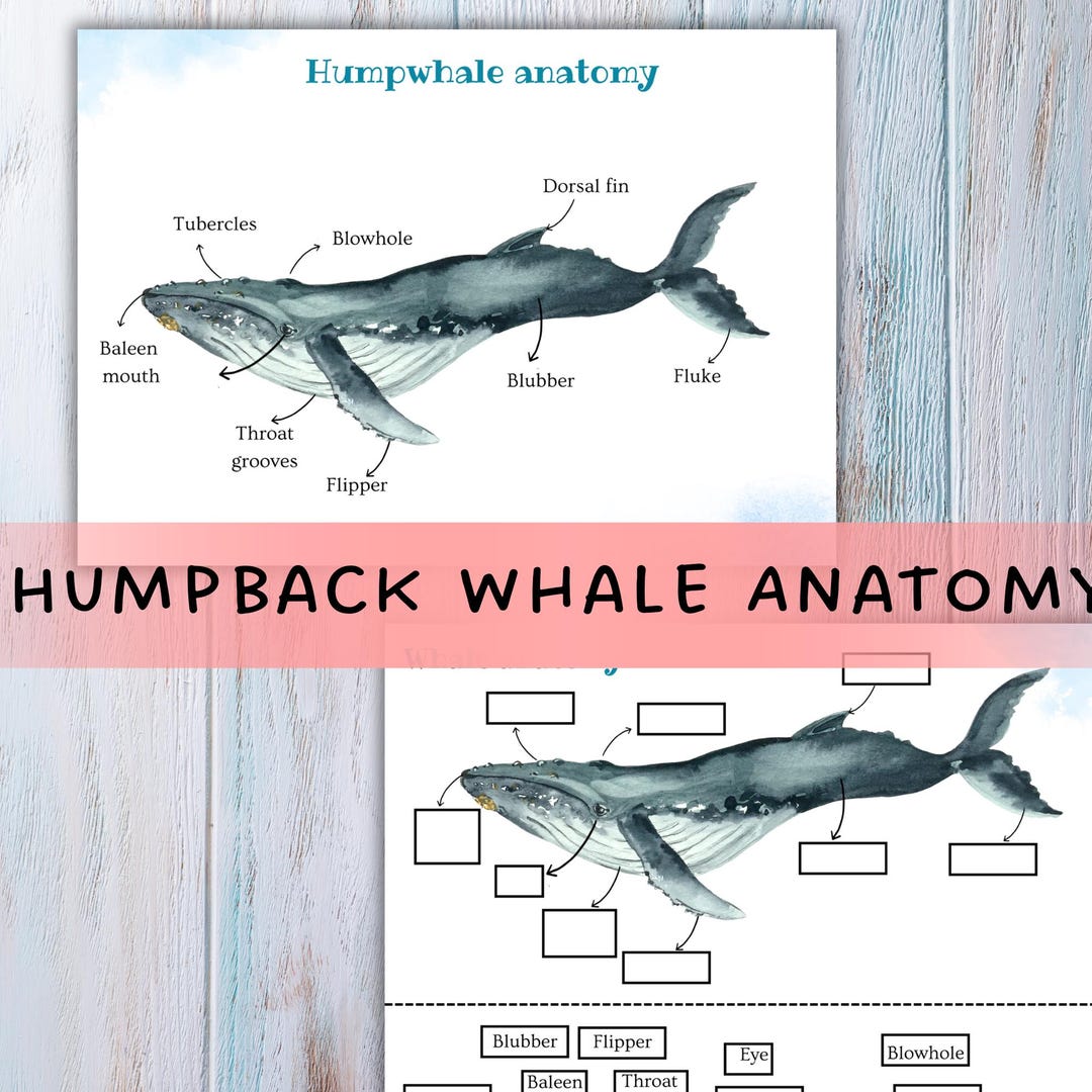 Blue Dork Whale Anatomy