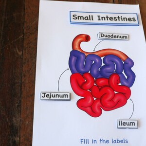 Human Small Intestines Anatomy Printable Activity, Small Intestines ...
