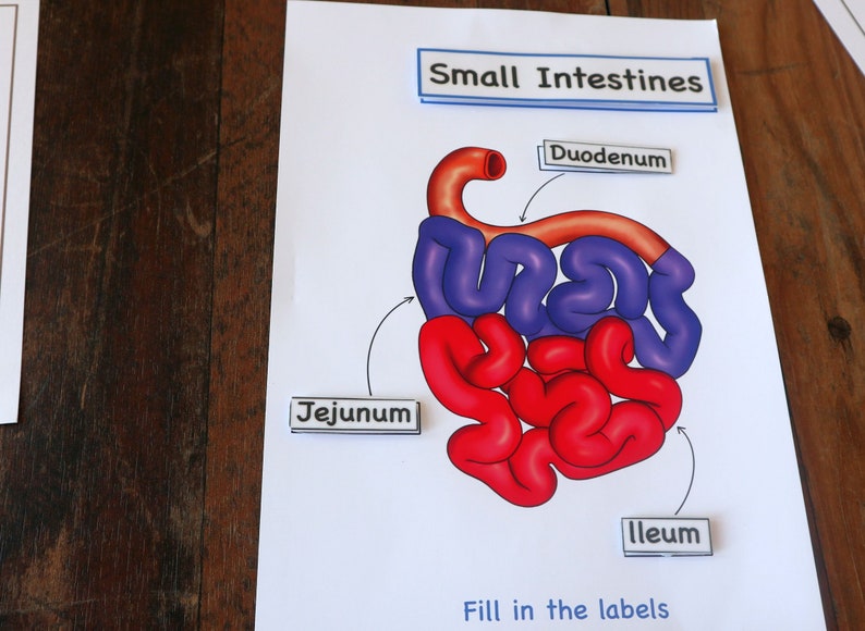 Human Small Intestines Anatomy Printable Activity, Small Intestines ...