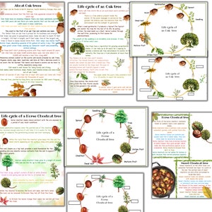 Fall Unit Study, Mushroom Unit Study, Corn Unit Study, Fox Unit Study ...