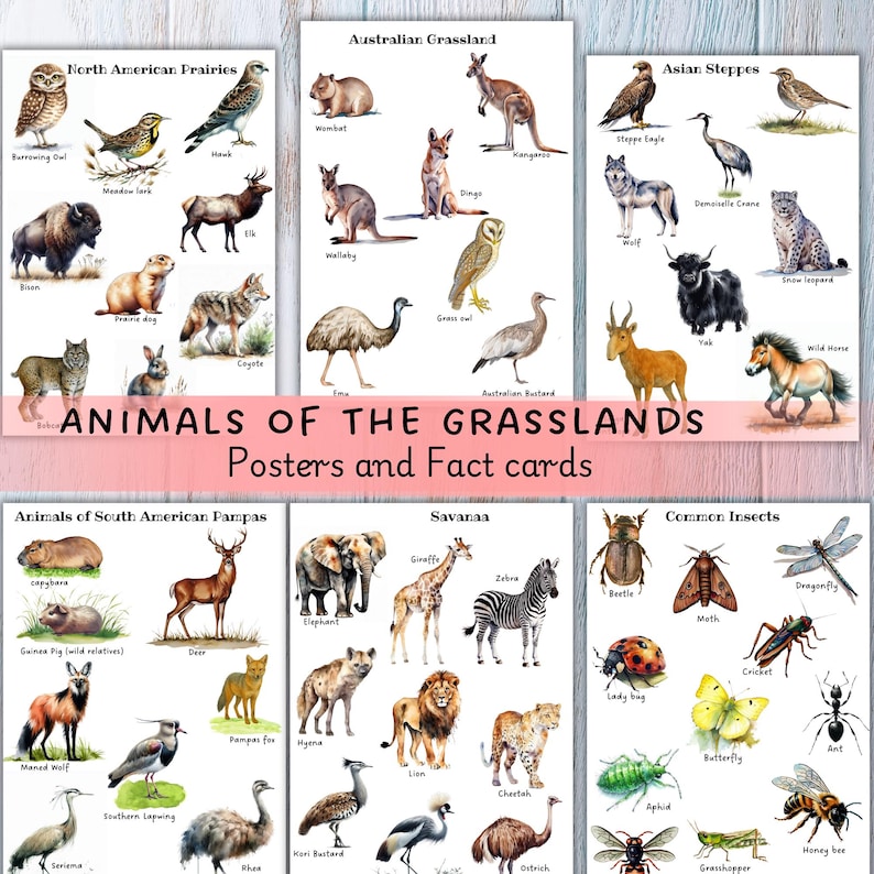 Grasslands Unit Study, Biome Unit Study, Wheat Unit Study, Grass Life ...