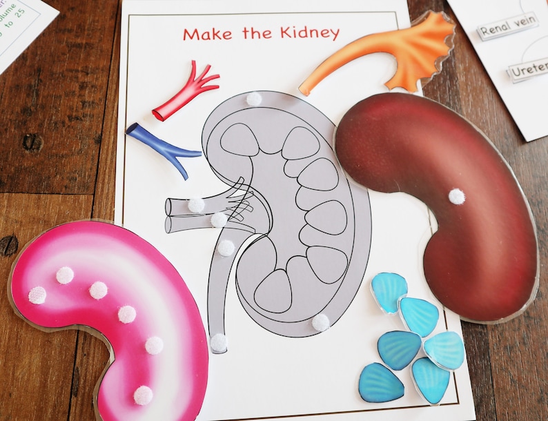 Human Kidney Anatomy Printable Activity Kidney Puzzle Kidney - Etsy UK