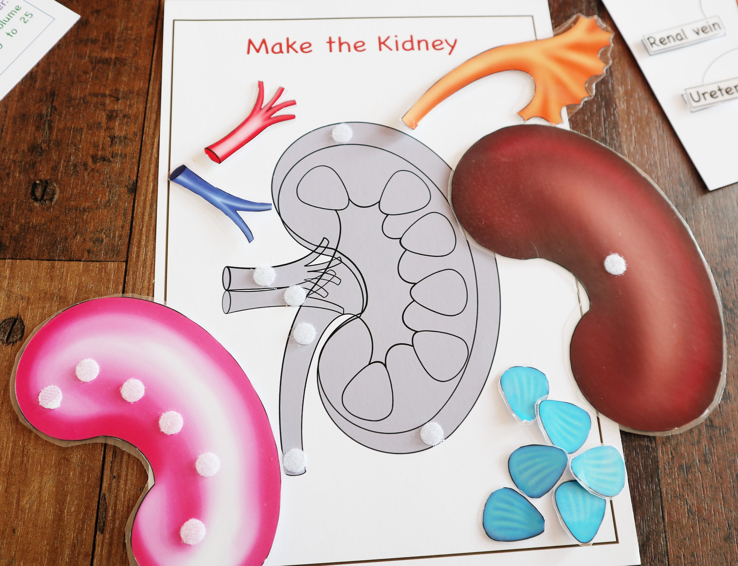 Human Kidney Anatomy Printable Activity Kidney Puzzle Kidney - Etsy Canada