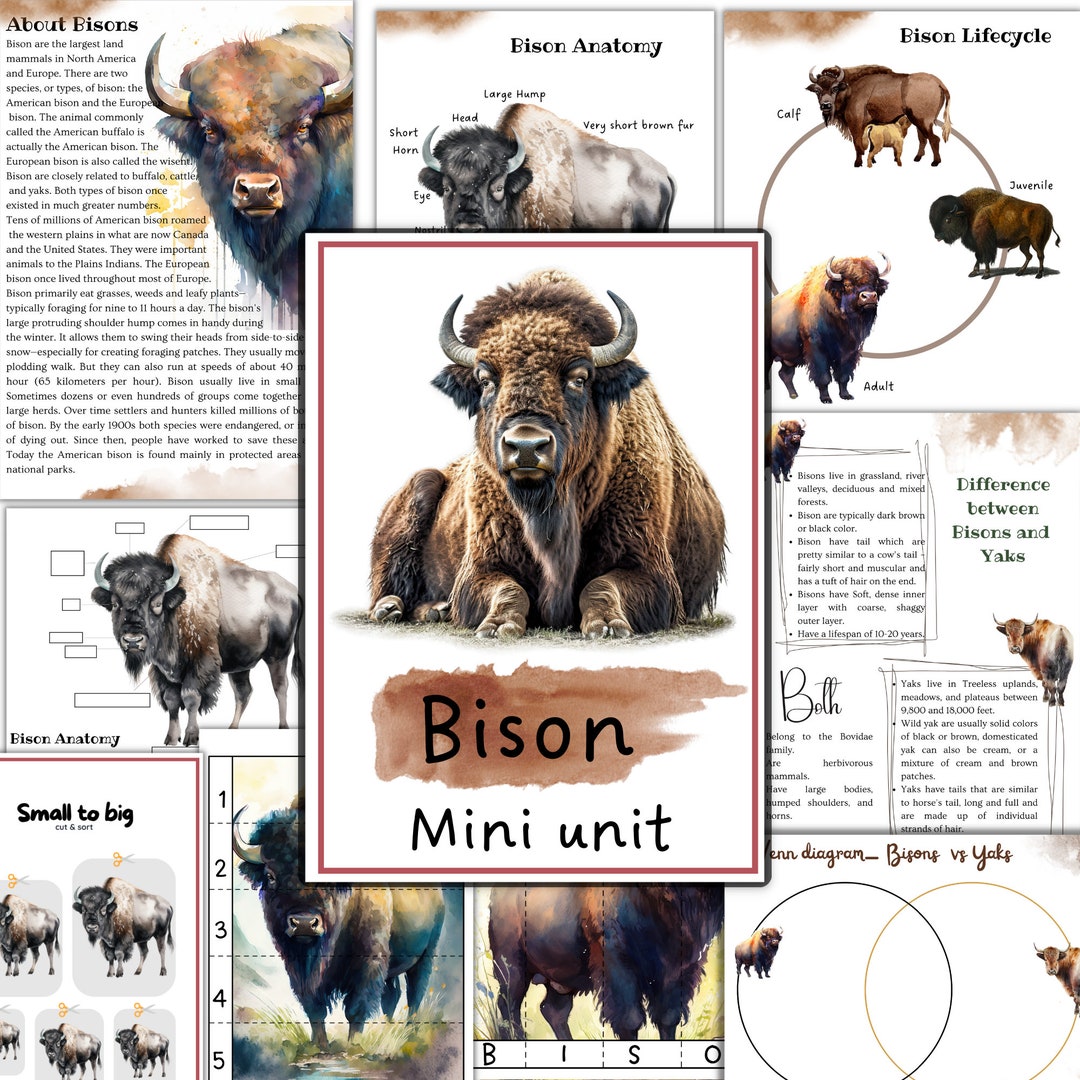 Bison Mini Unit Study, Bison Anatomy, Hoemschool Nature Study, North ...