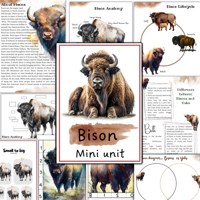 Bison Mini Unit Study, Bison Anatomy, Hoemschool Nature Study, North ...