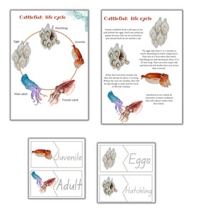 Cuttlefish Mini Unit, Cuttlefish Printable Activities, Cuttlefish Life ...