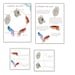 Cuttlefish Mini Unit, Cuttlefish Printable Activities, Cuttlefish Life ...