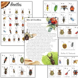 Beetles Unit Study, Lady Bug Unit Study, Lady Bug 3 Part Cards, Beetles ...