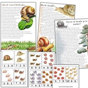 Snail Unit Study, Garden Snail Printable, Nature Study, Summer ...
