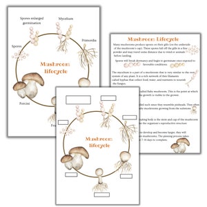 Mushroom Unit Study, Mushroom Life Cycle, Fall Nature Study, Mushroom ...