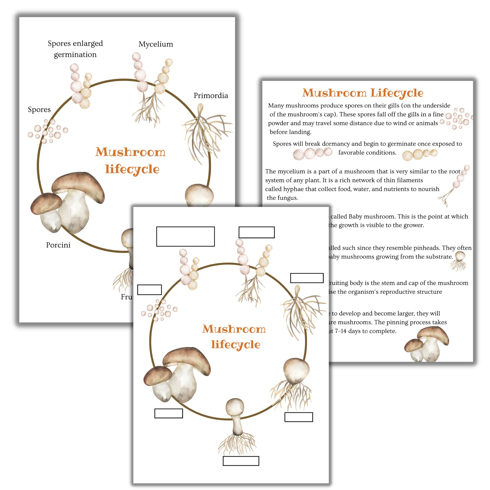 Mushroom Unit Study Mushroom Life Cycle Fall Nature Study - Etsy UK