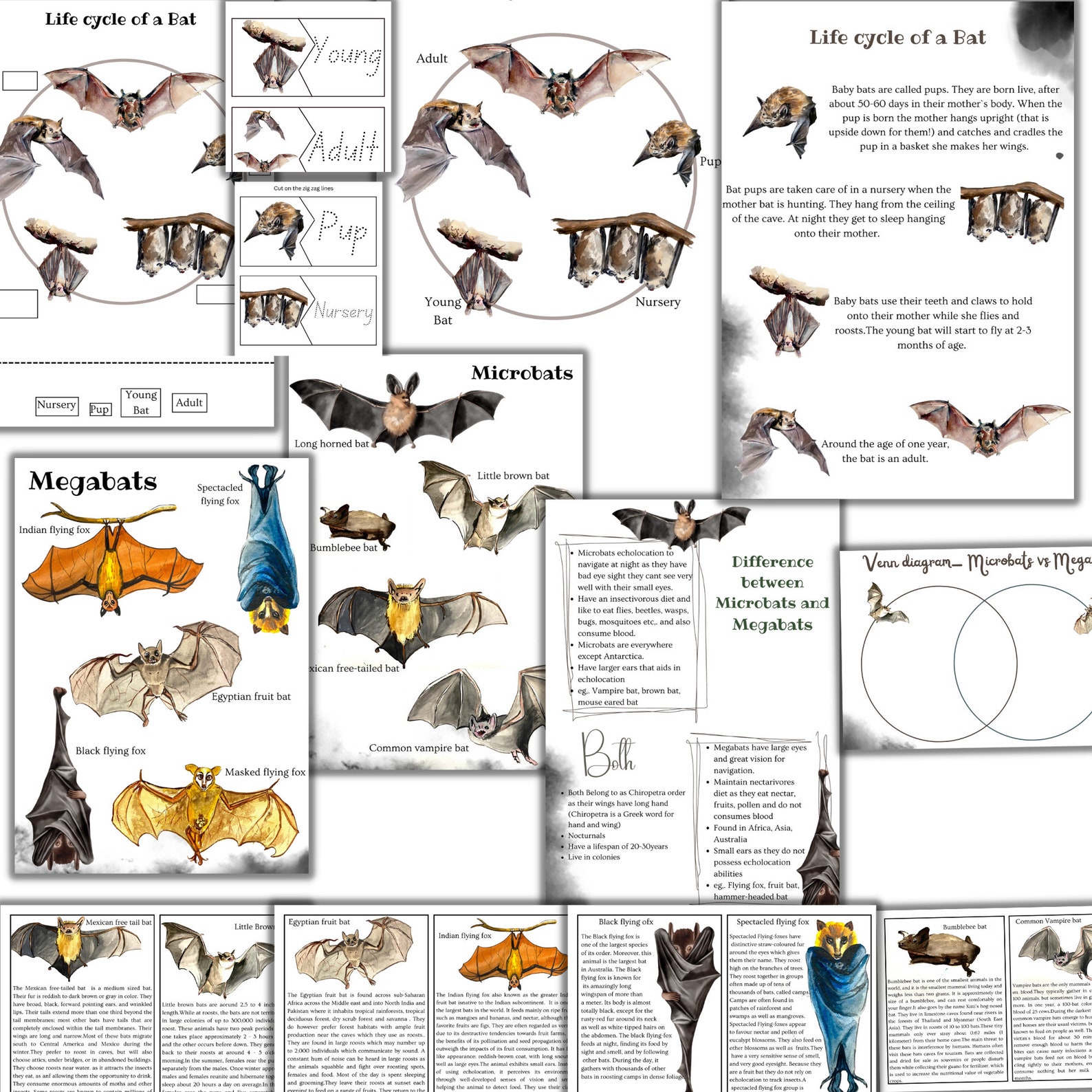 Mammals Unit Study, Elephant Unit Study, Bat Unit Study, Whale Unit ...