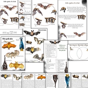 Mammals Unit Study, Elephant Unit Study, Bat Unit Study, Whale Unit ...