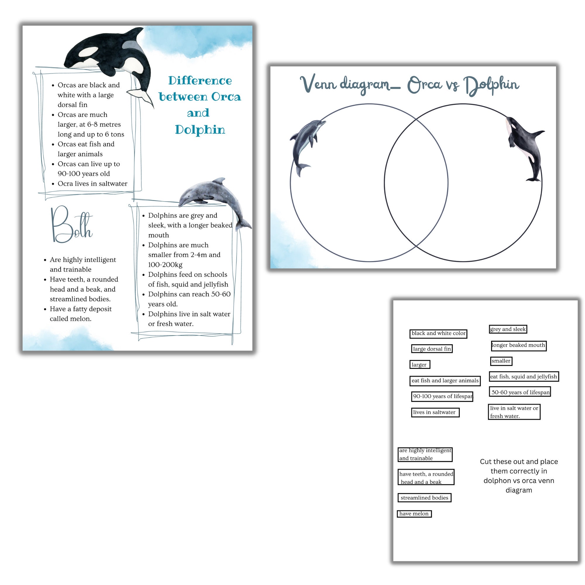 Whale Mini Unit Study, Whale Life Cycle, Whale Anatomy, Nature Study - Etsy