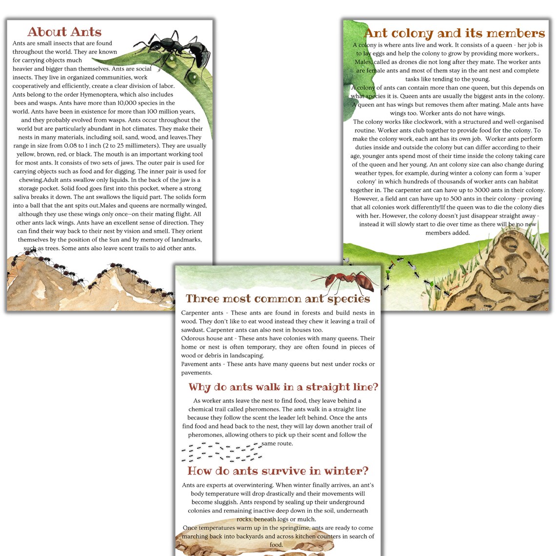 Ant Mini Unit Study, Ant Printable Puzzle, Ant Printable Activities ...