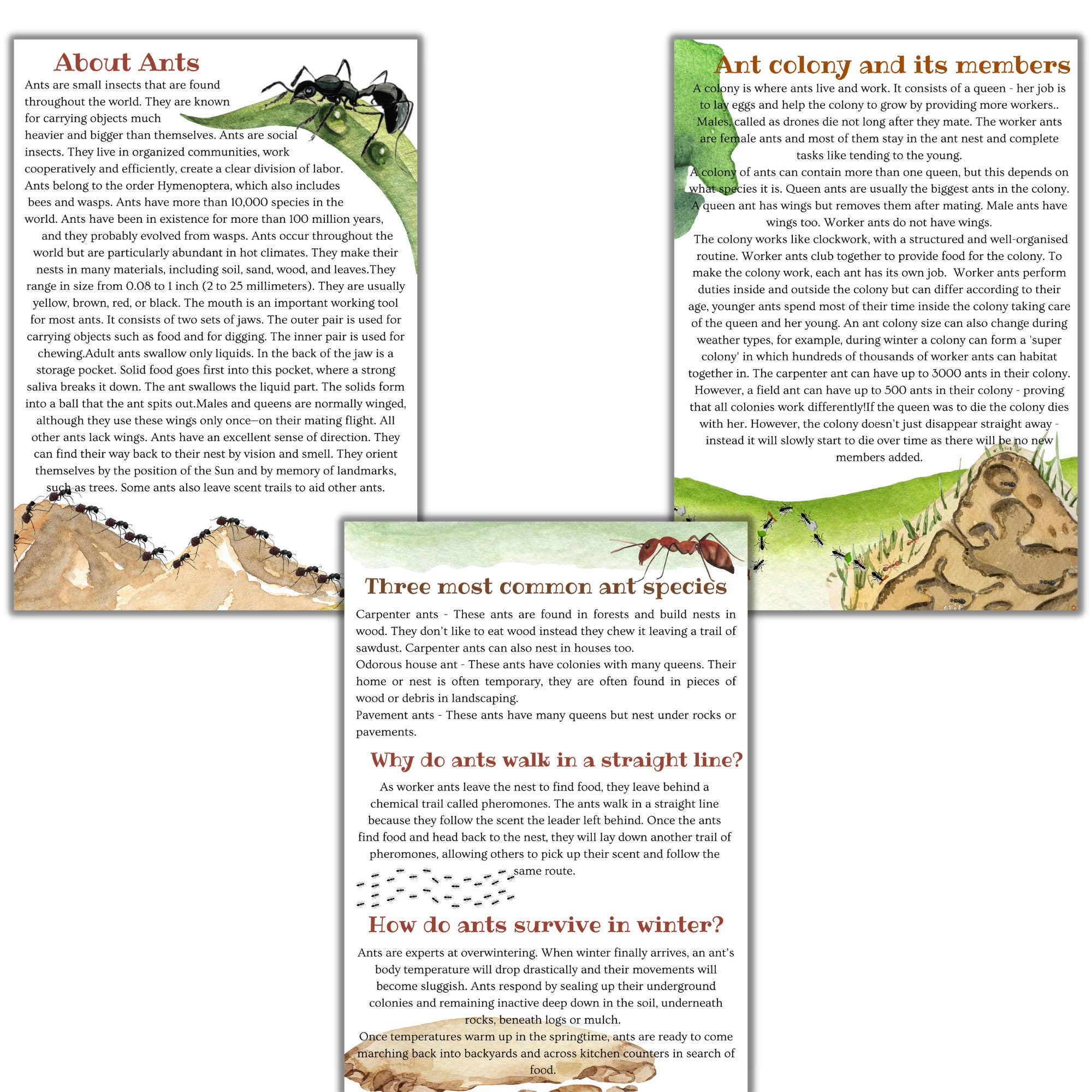 Ant Mini Unit Study, Ant Printable Puzzle, Ant Printable Activities ...