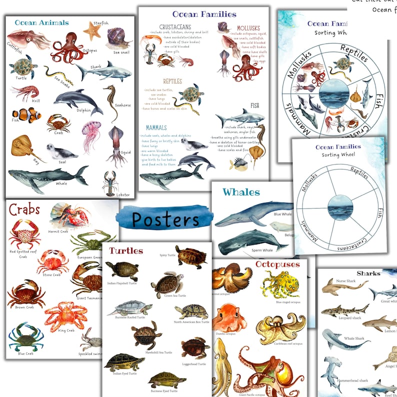 Ocean Unit Study Ocean Layers Ocean Animals Study Ocean - Etsy Ocean Unit Study Ocean Layers Ocean Animals Study Ocean - Etsy