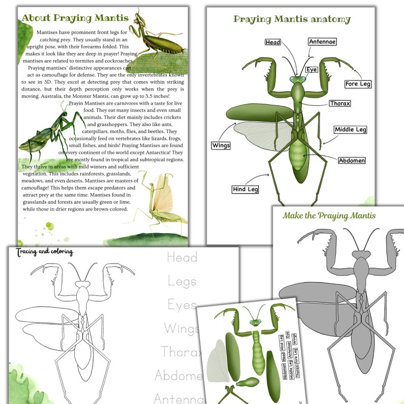 Insects Unit Study Mini Beast Study Grasshopper Unit Ant - Etsy