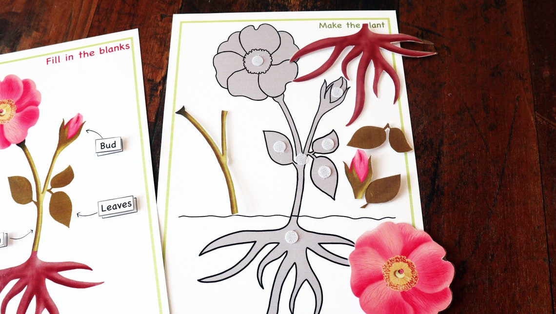 Parts of a Plant Anatomy of a Plant 3 Part Cards of Plant - Etsy