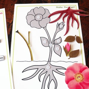 Parts of a Plant, Anatomy of a Plant, 3 Part Cards of Plant, Plant ...