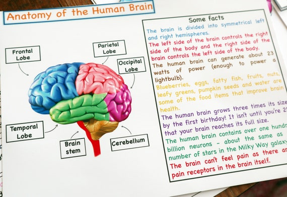 Human Brain Anatomy Printable Activity Brain Puzzle Brain - Etsy