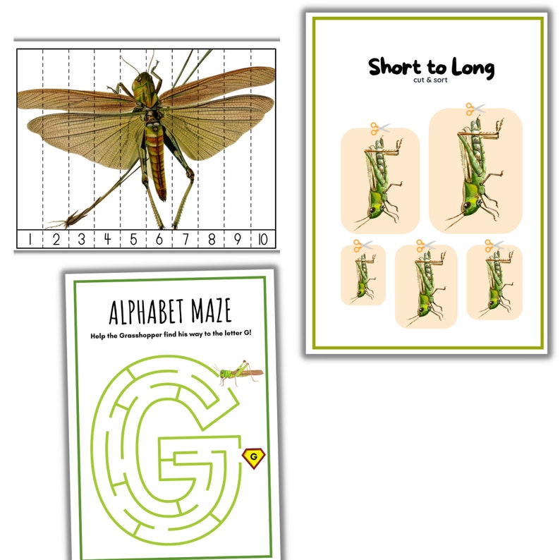 Grasshopper Mini Unit Study, Grasshopper Activities, Insects Study ...
