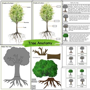 Trees Leaves Unit Study, Tree Forms, Parts of a Tree, Parts of Leaf ...