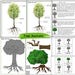 Trees Leaves Unit Study, Tree Forms, Parts of a Tree, Parts of Leaf ...